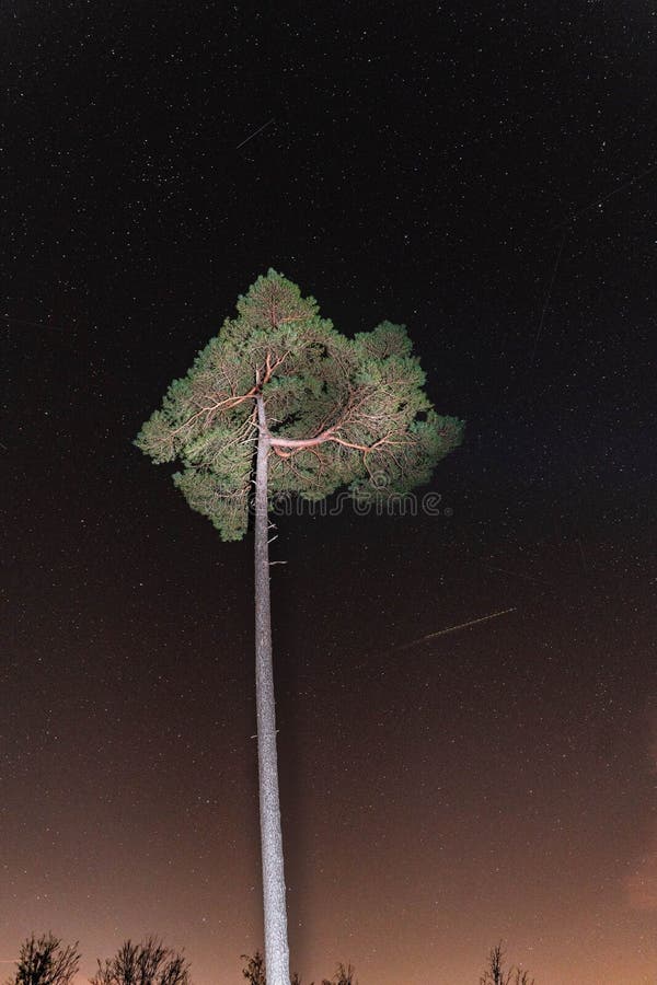 Tall Tree Sitting Under the Starry Sky of a Full Moon Stock Image ...