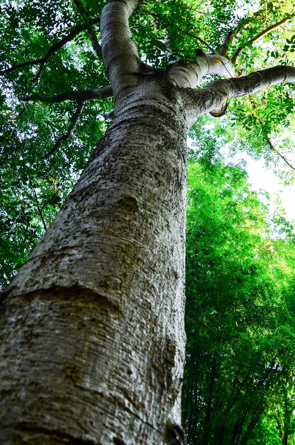 Tall Tree in the Sky with One Side Sun Shines Stock Image - Image of ...