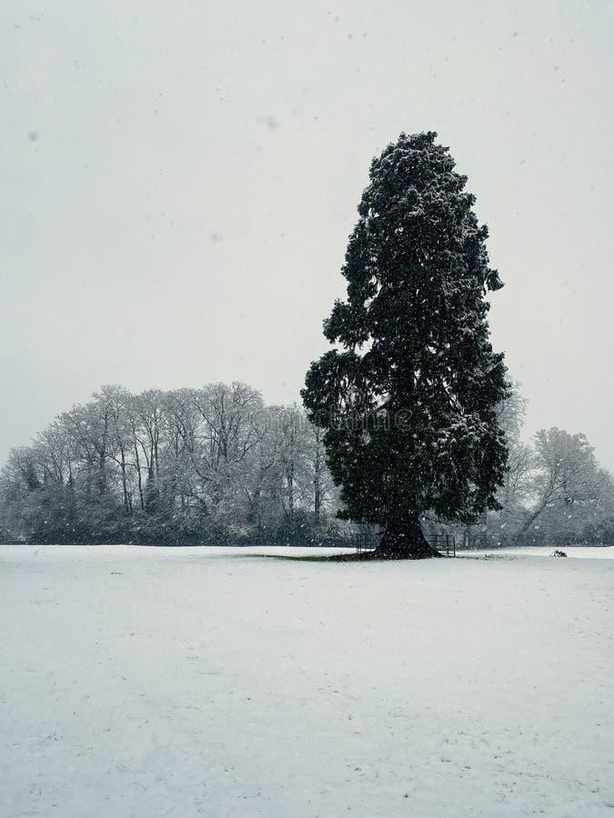Tall tree in a snow storm stock photo. Image of outdoor - 209278482