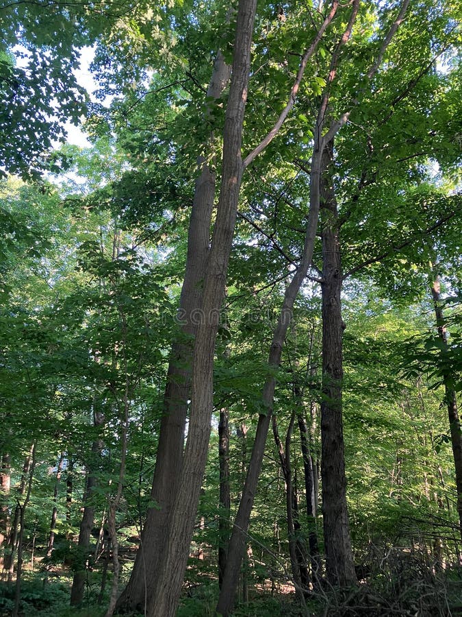 Tall tree stock photo. Image of sunlight, tree, leaf - 249988922