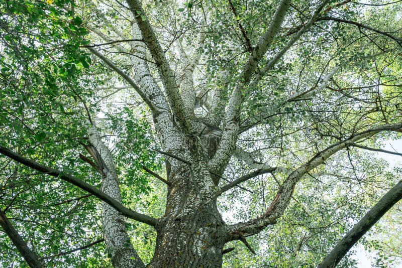 Tall Tree with Sprawling Branches Reaching for the Clear Sky in Summer ...
