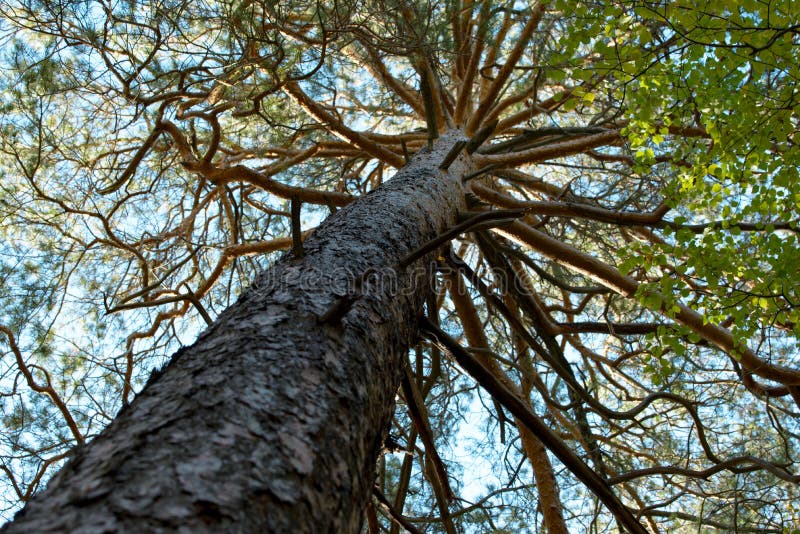 Tall Tree with Spreading Branches Against the Blue Sky Stock Photo ...