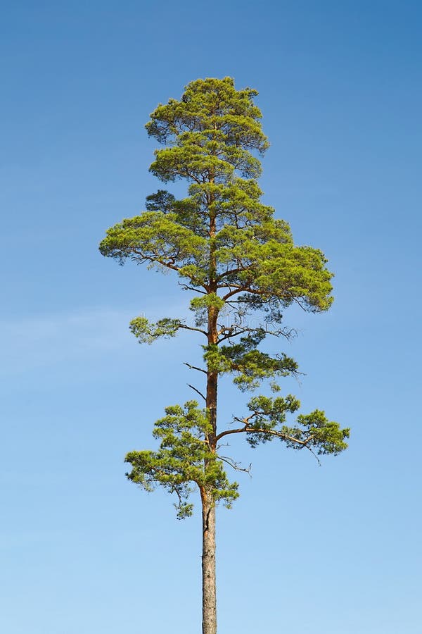 Tall tree stock image. Image of nature, vegetation, growth - 40121089