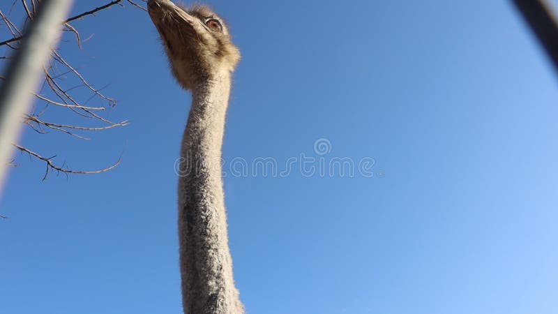 A Tall Tree Stands Alone Against a Gray Sky, Its Branches Stretching ...