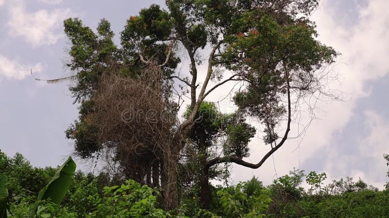 Tall Tree Surrounded by Lush Greenery Stock Footage - Video of sight ...