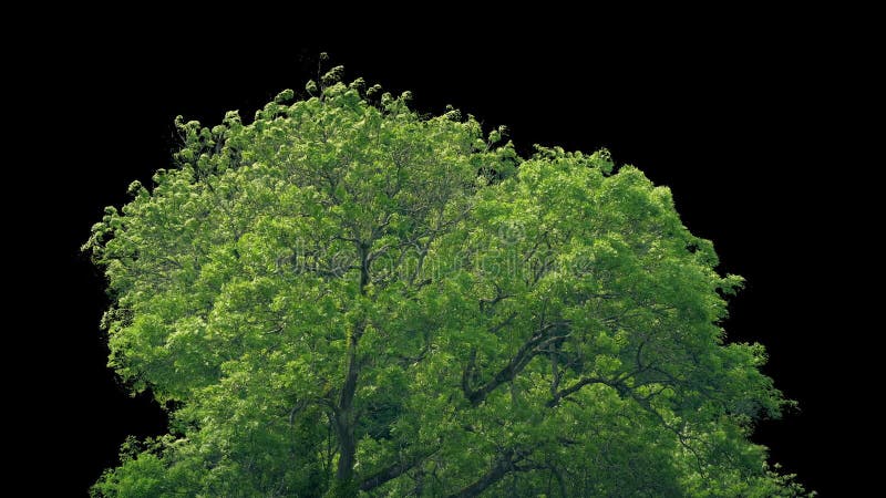 Isolated Large Tree in Breeze with Alpha Channel Stock Video - Video of ...
