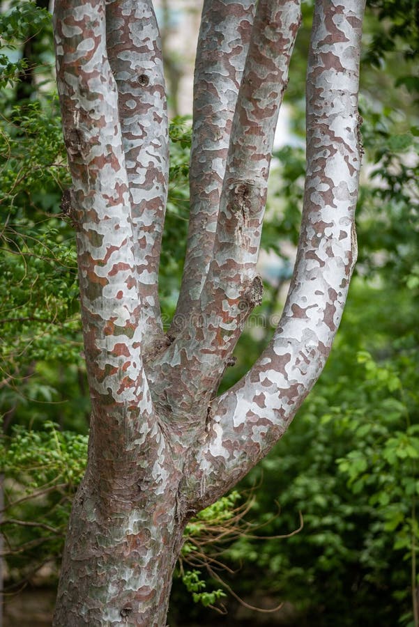 Tall Tree with a Textured, Grey-brown Bark in a Meadow Stock Image ...
