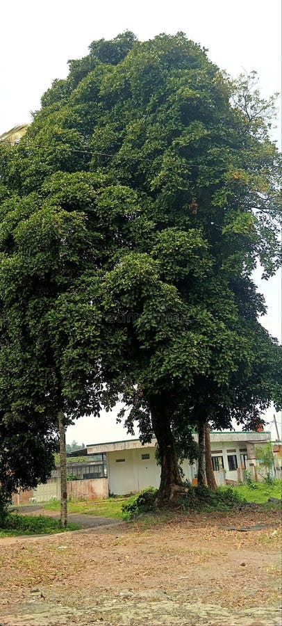 A Tall Tree with Thick Leaves on the Side of the Road Stock Image ...