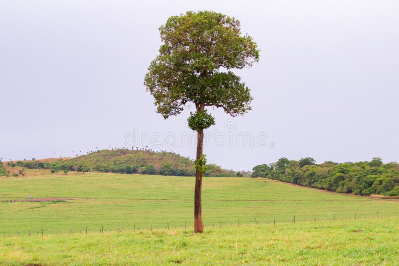 A Tall Tree, with a Thin Trunk. Stock Photo - Image of environment ...