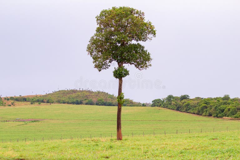 A Tall Tree, with a Thin Trunk. Stock Photo - Image of environment ...