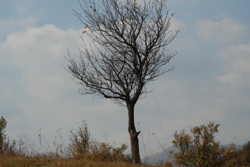 A Tall Tree on Top of a Hill Stock Image - Image of tree, flower: 270510339