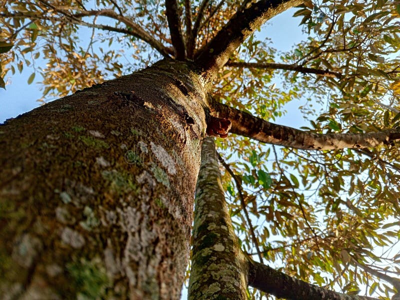 Tall Tree Towering Against the Daylight Stock Image - Image of tree ...
