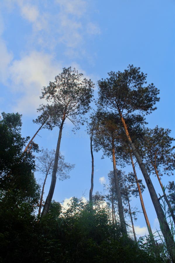 A Tall Tree Towering into the Sky is Clearly Visible Stock Photo ...