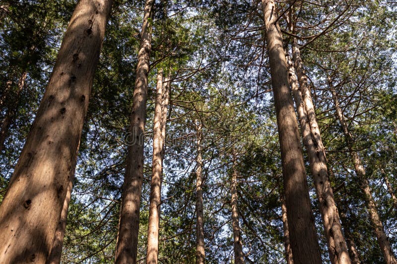 Tall Tree is Towering Up with Sun Light and Shadow in the Japanese ...