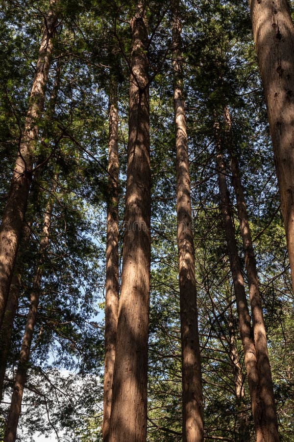 The japanese shadow stock photo. Image of black, japan - 82476212