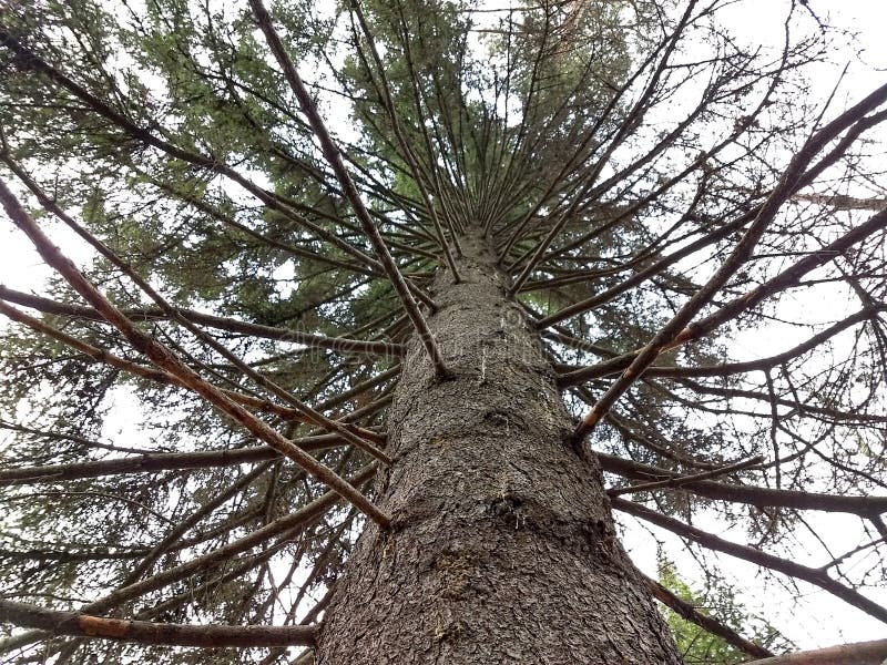 A Tall Tree Trunk with Many Branches Growing from it Stock Photo ...
