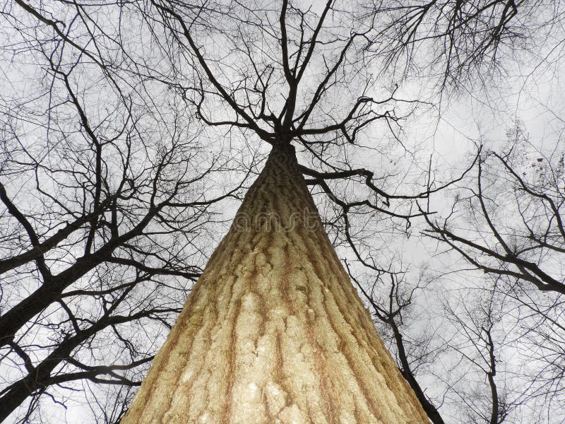 Tall Tree Trunk Bark with No Leaves on Canopy Branches Above Stock ...