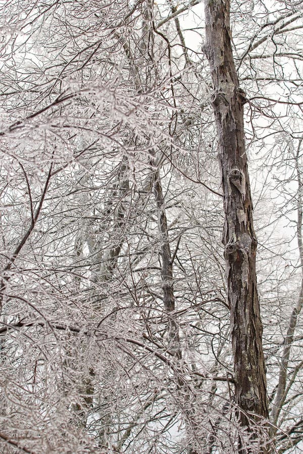 Tall Tree Trunks and Branches Encased in Ice Stock Photo - Image of ...