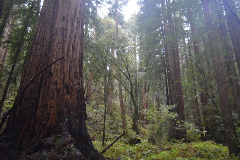 Tall Tree Trunks stock image. Image of trunks, green - 100843357