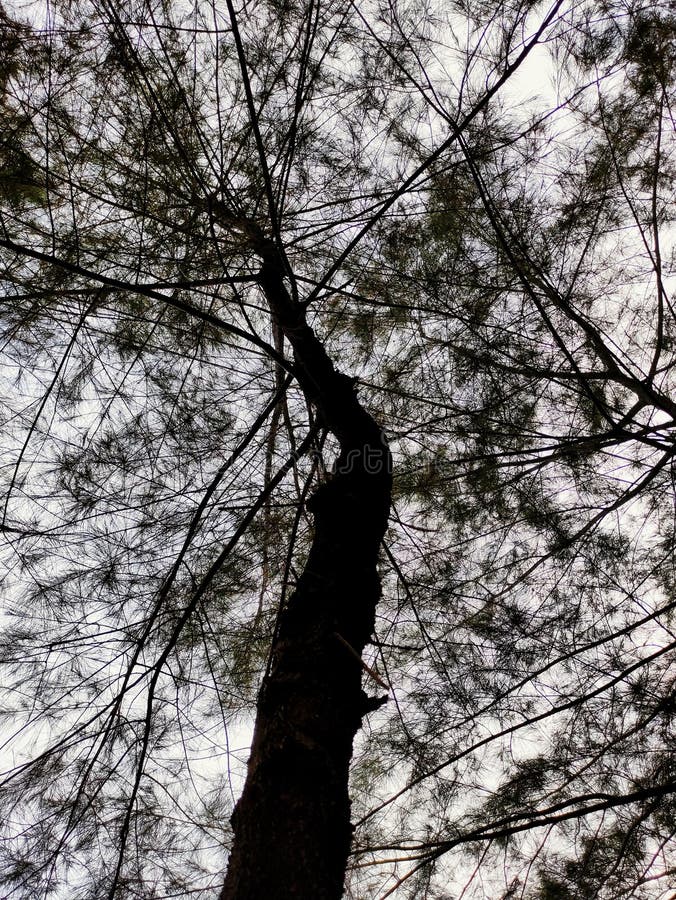 Tall Tree Trunks that Tower Like Translucent into the Sky Stock Image ...