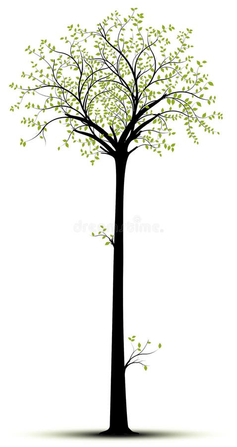 Tall Tree Drawing Stock Illustrations – 7,386 Tall Tree Drawing Stock ...