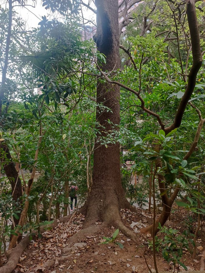 The Tall Tree is Very Big and the View is Very Beautiful Stock Image ...