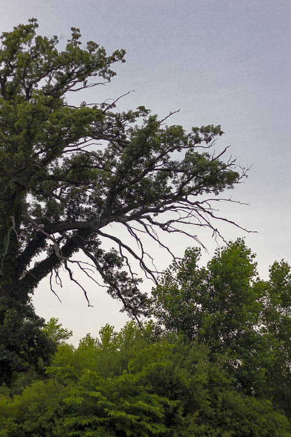 Tall Tree with Very Long Branches, Glacier Ridge Metro Park, Dublin ...