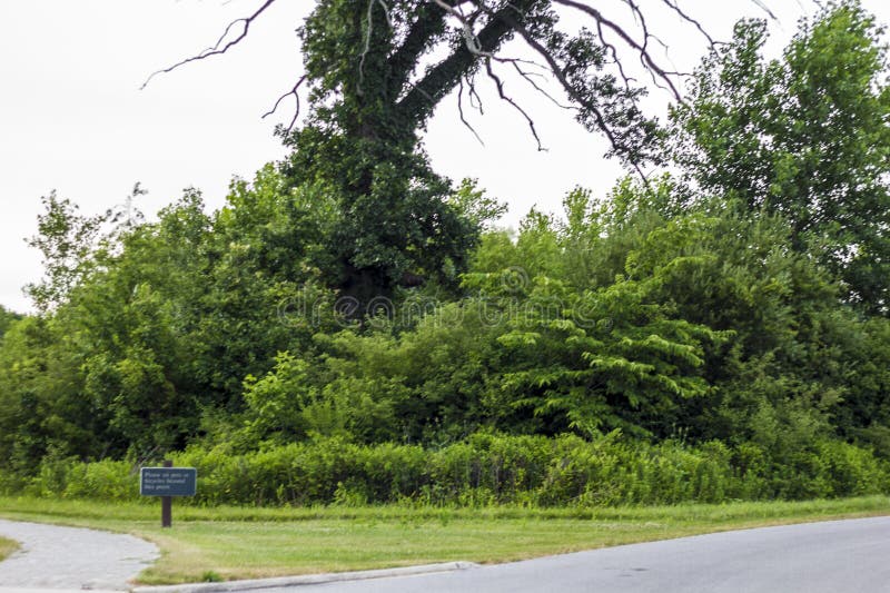 Tall Tree with Very Long Branches, Glacier Ridge Metro Park, Dublin ...