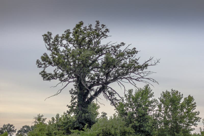 Tall Tree with Very Long Branches, Glacier Ridge Metro Park, Dublin ...