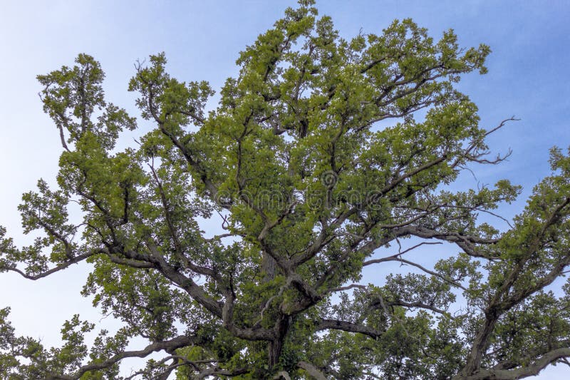 Tall Tree with Very Long Branches, Glacier Ridge Metro Park, Dublin ...