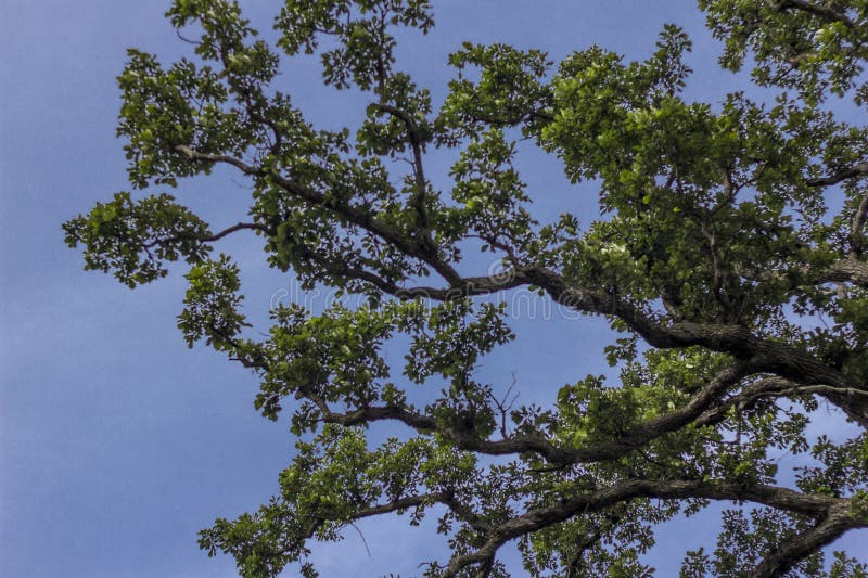 Tall Tree with Very Long Branches, Glacier Ridge Metro Park, Dublin ...