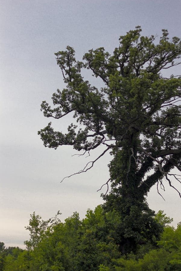Tall Tree with Very Long Branches, Glacier Ridge Metro Park, Dublin ...