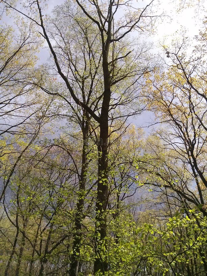 Tall tree stock image. Image of tall, green, tree, view - 91840613