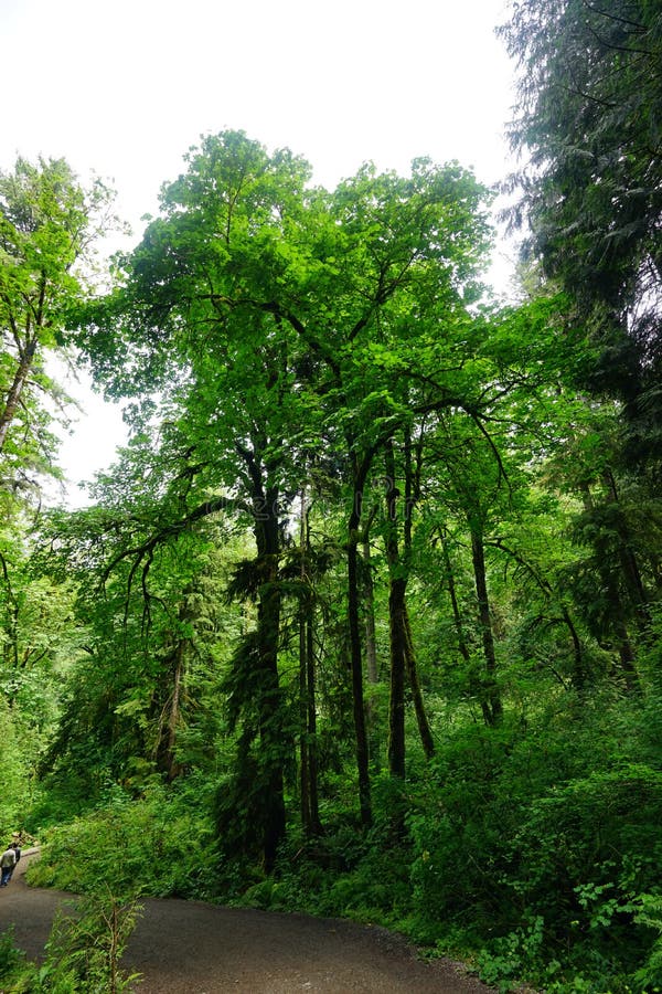 Nooksack Falls Mount Baker National Forest Whatcom County WA Stock ...