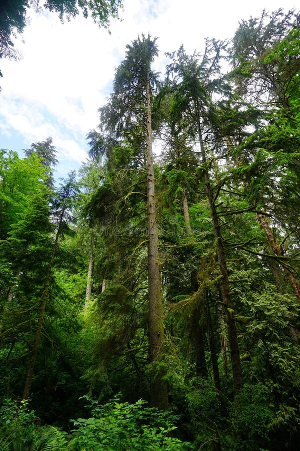 Tall Tree in Washington State Stock Image - Image of fall, pacific ...
