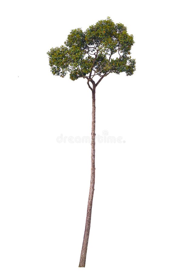 Tall Tree on White Background Stock Photo - Image of element, plant ...
