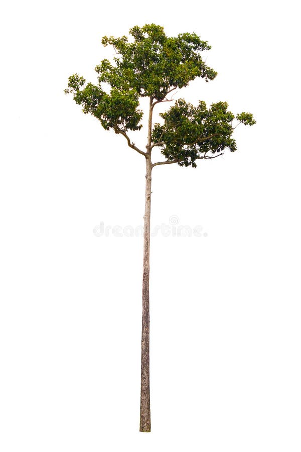 Tall Tree on White Background Stock Photo - Image of element, plant ...