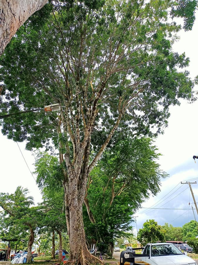 A tall tree stock photo. Image of green, canopy, tree - 361042816