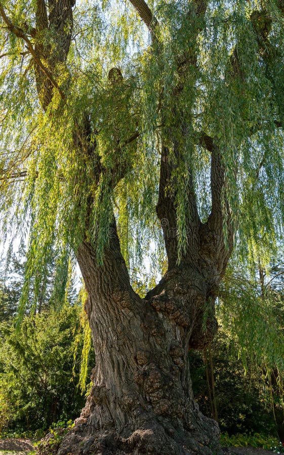 Tall Tree with Wide Trunk in the Park Stock Image - Image of wide ...