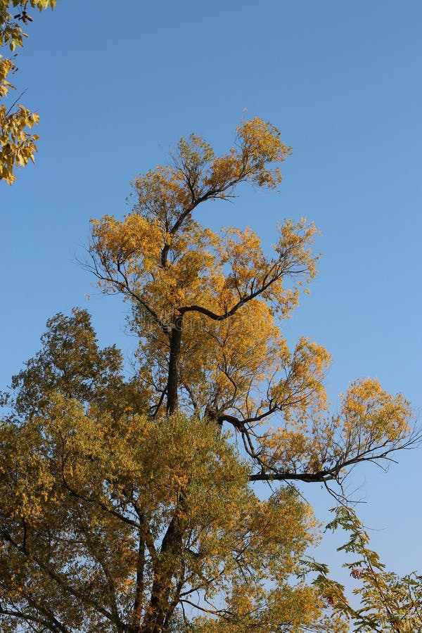 A Tall Tree with Yellow Fall Foliage Contrasting Against a Solid Blue ...