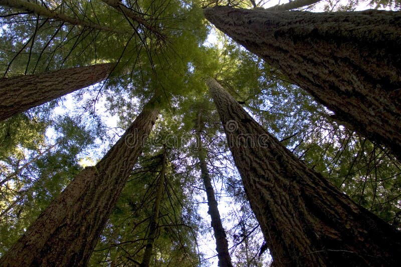 Tall Trees stock image. Image of trees, tree, woods, forests - 119645