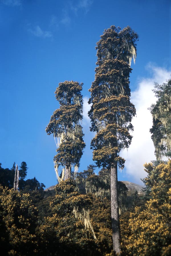 Tall trees in the park stock image. Image of bush, grass - 79795795