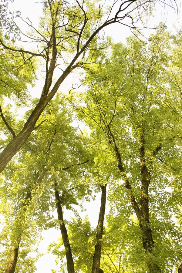 Tall trees stock photo. Image of shot, trees, branches - 15275710