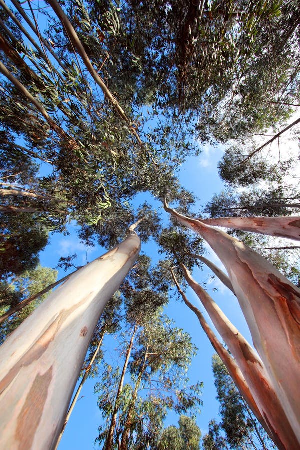 22+ Tall trees wallpaper Free Stock Photos - StockFreeImages