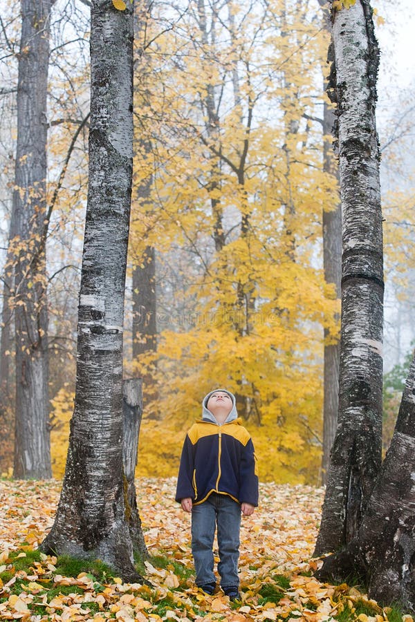 Between tall trees. stock image. Image of forest, trees - 21851193