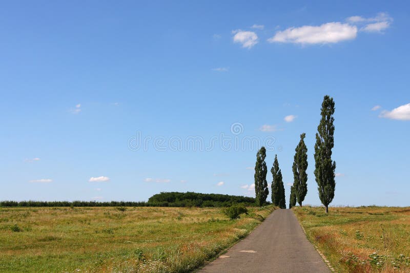 Tall trees stock photo. Image of stones, paving, cobblestones - 25580750