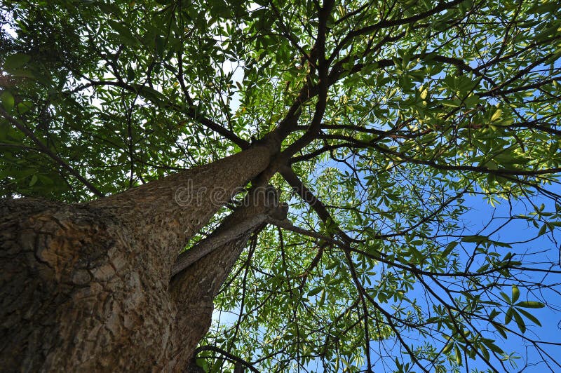 Tall trees. stock image. Image of nature, forest, growth - 27337583
