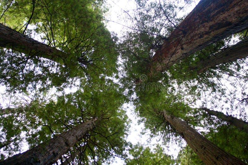 Tall Trees stock image. Image of nature, tall, natural - 5774701