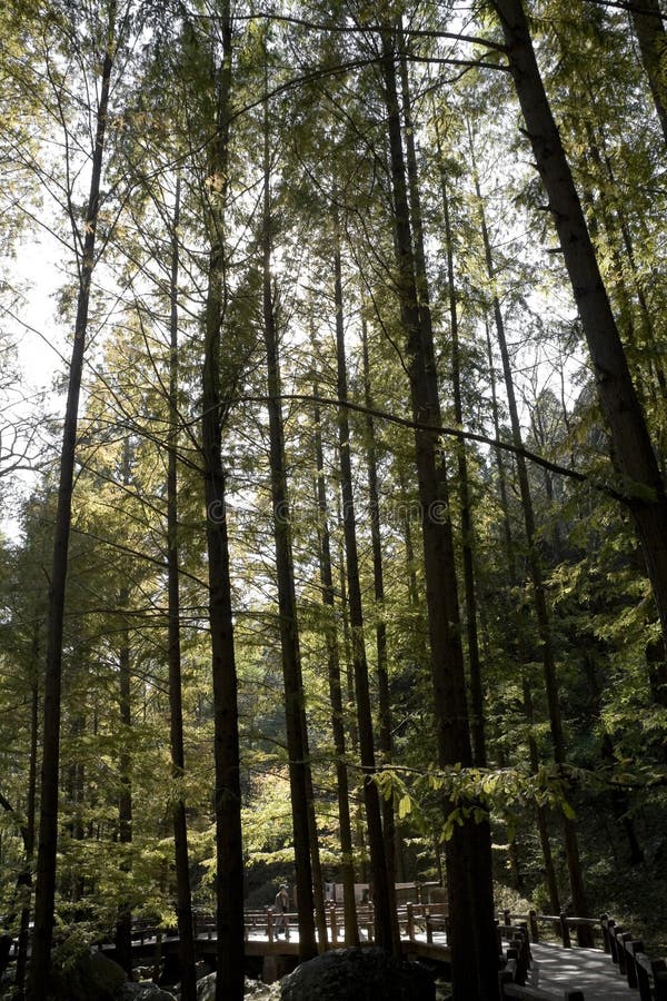 Tall trees stock image. Image of bridge, sunny, scenic - 6881255