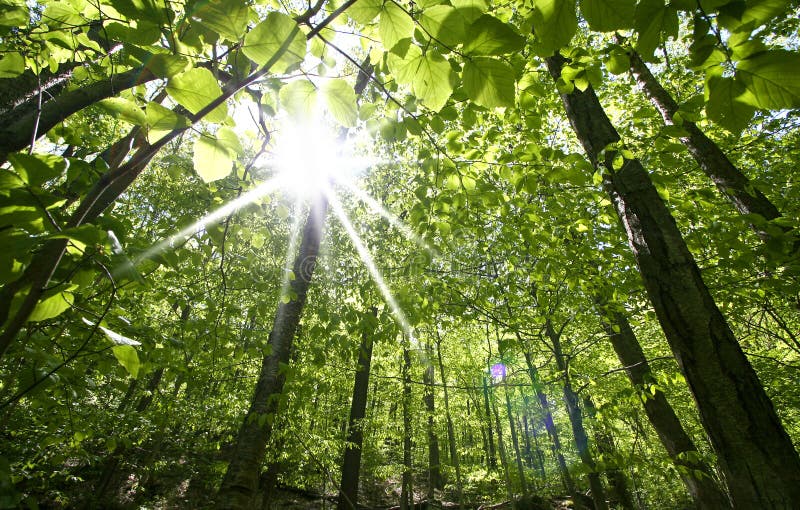 Tall Trees stock image. Image of massive, environment - 7379917